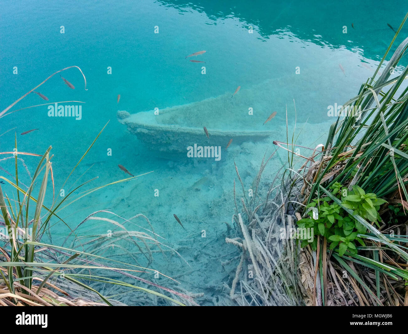 boat sunk Reed Fish survival, adventure Stock Photo - Alamy
