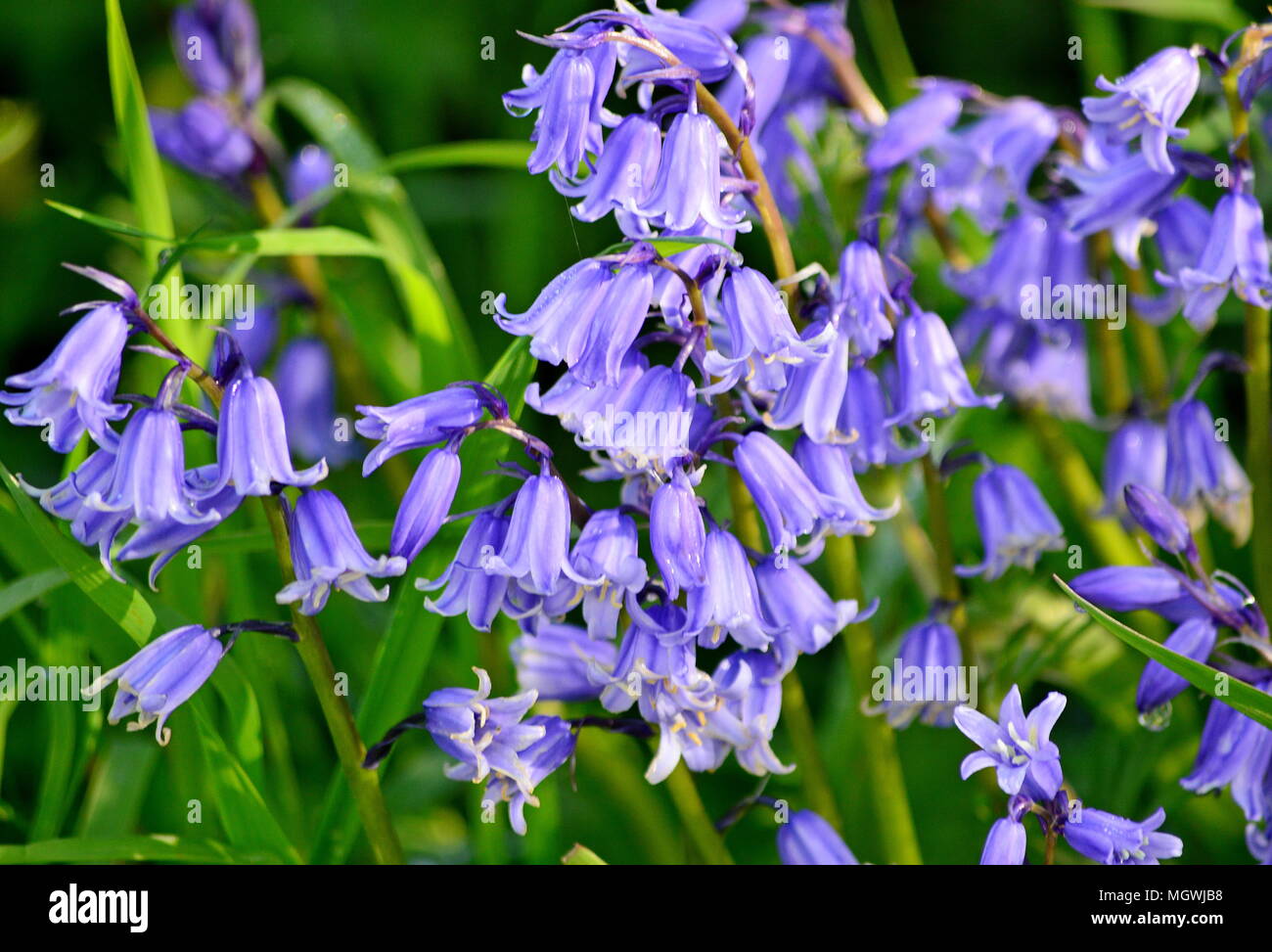 Bluebells in Devon Lane Stock Photo - Alamy