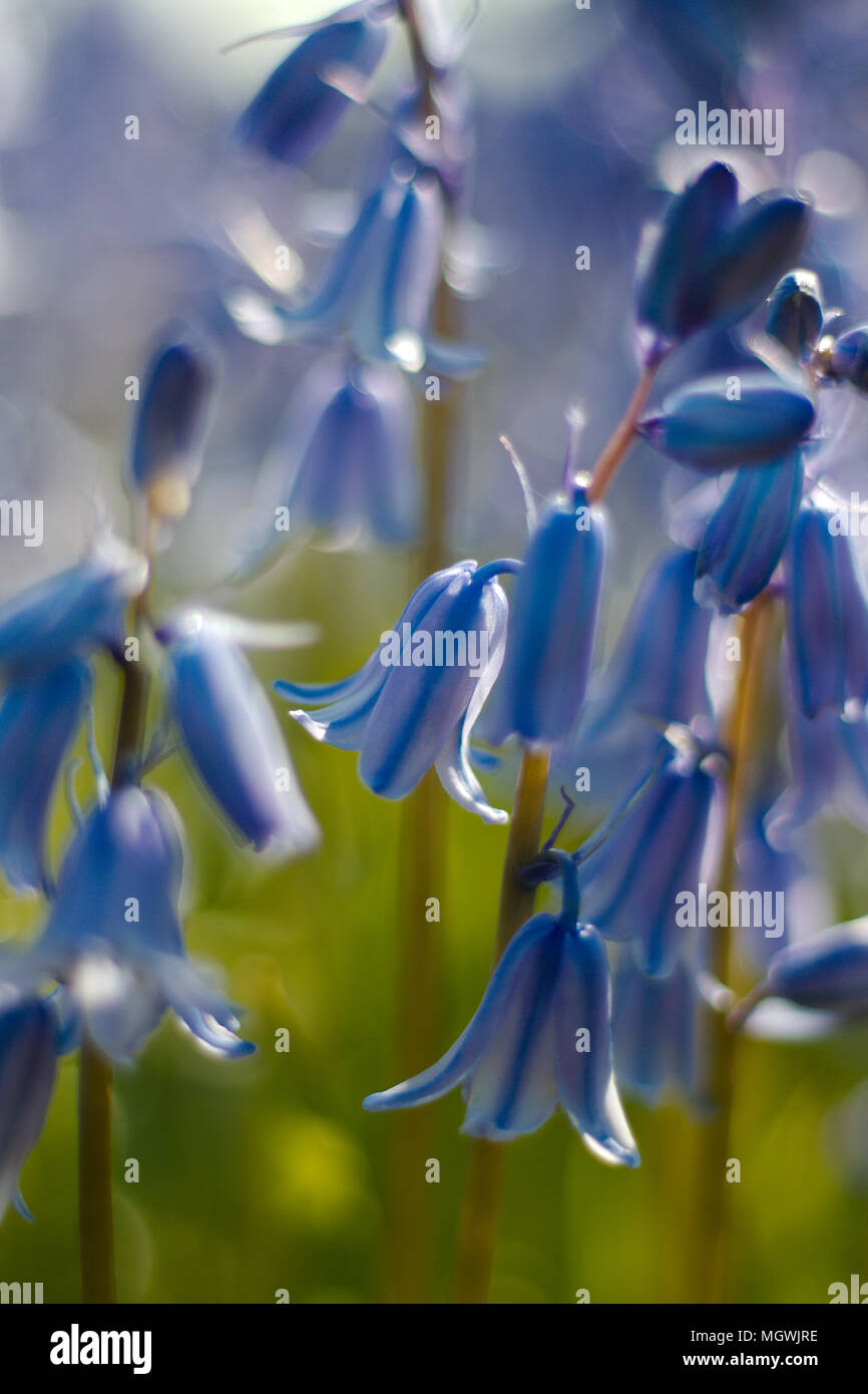 Bluebells in the Spring sunshine, with a soft background focus Stock ...