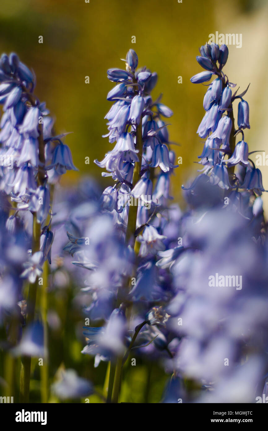 Bluebells in the Spring sunshine, with a soft background focus Stock ...