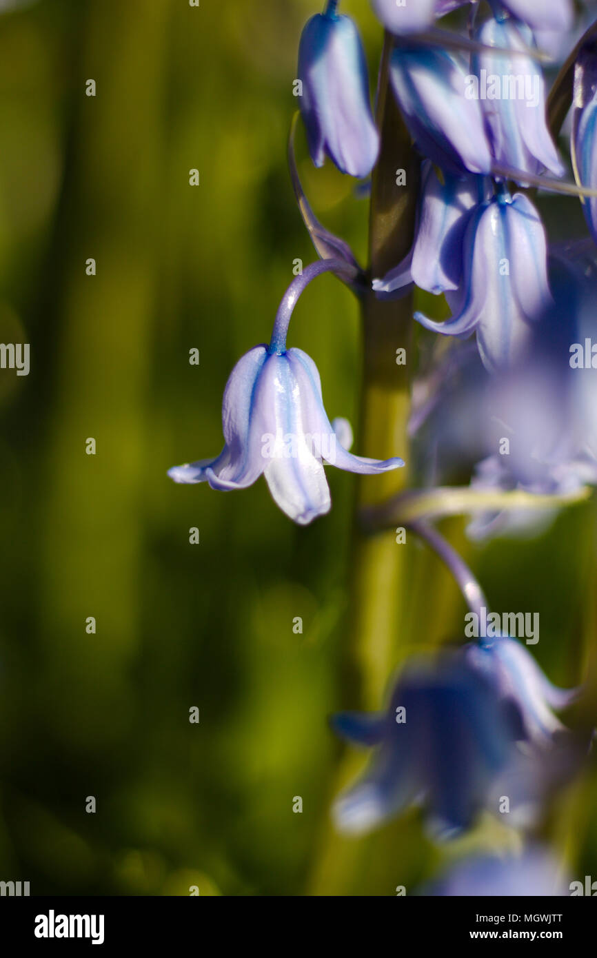 Bluebells in the Spring sunshine, with a soft background focus Stock ...