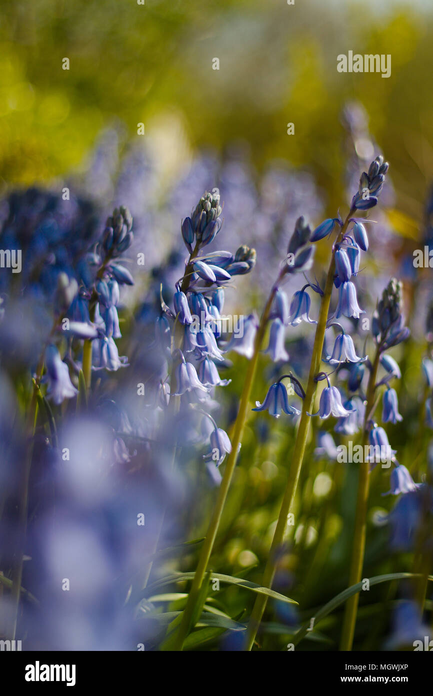 Bluebells in the Spring sunshine, with a soft background focus Stock ...