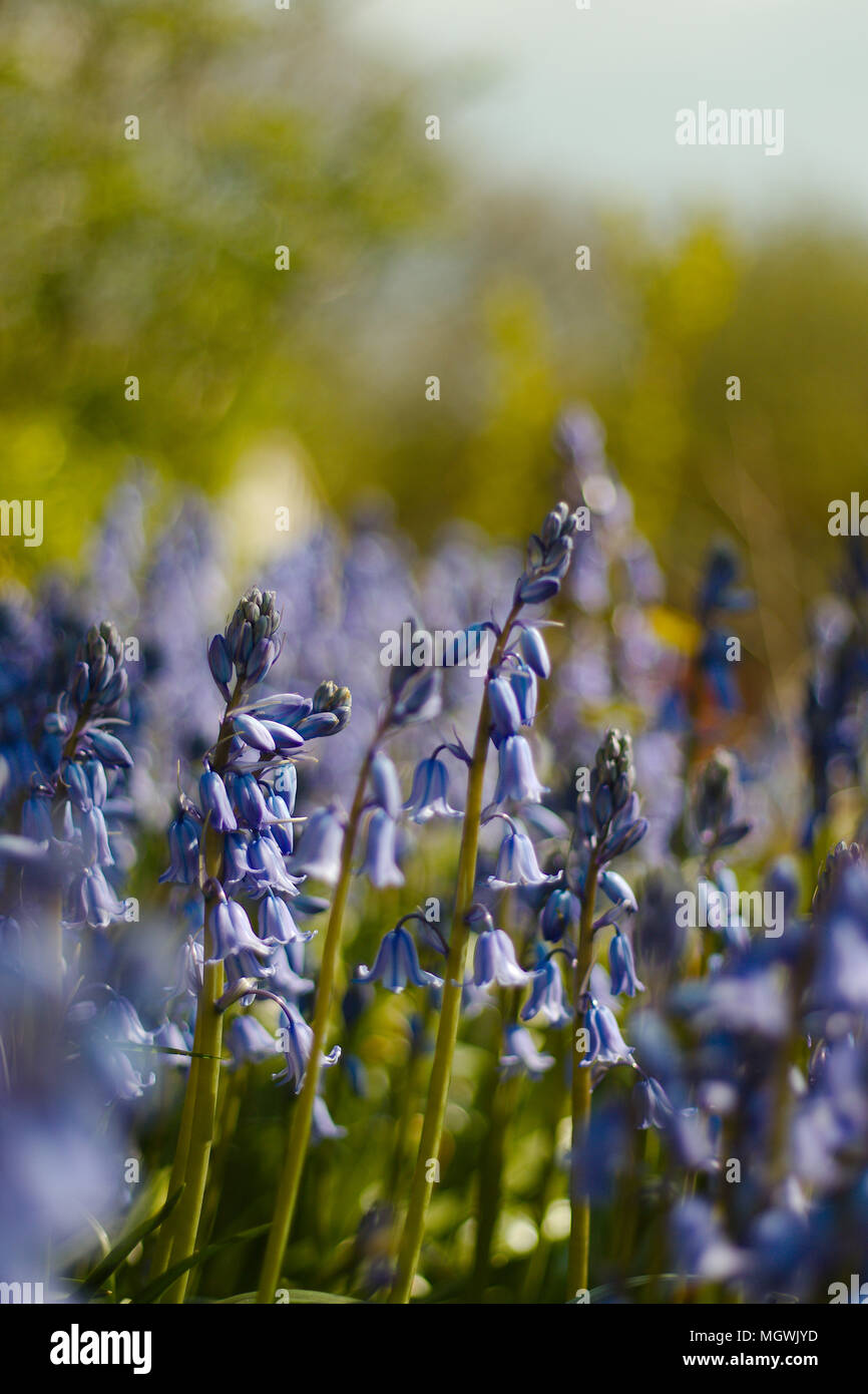 Bluebells in the Spring sunshine, with a soft background focus Stock ...