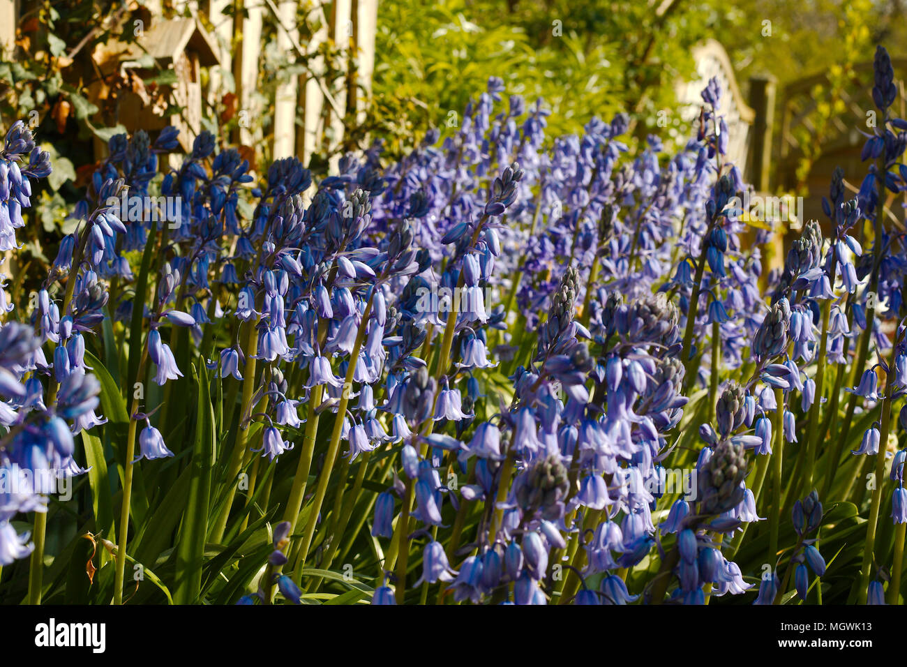 Single Bluebell In Sunshine High Resolution Stock Photography and ...