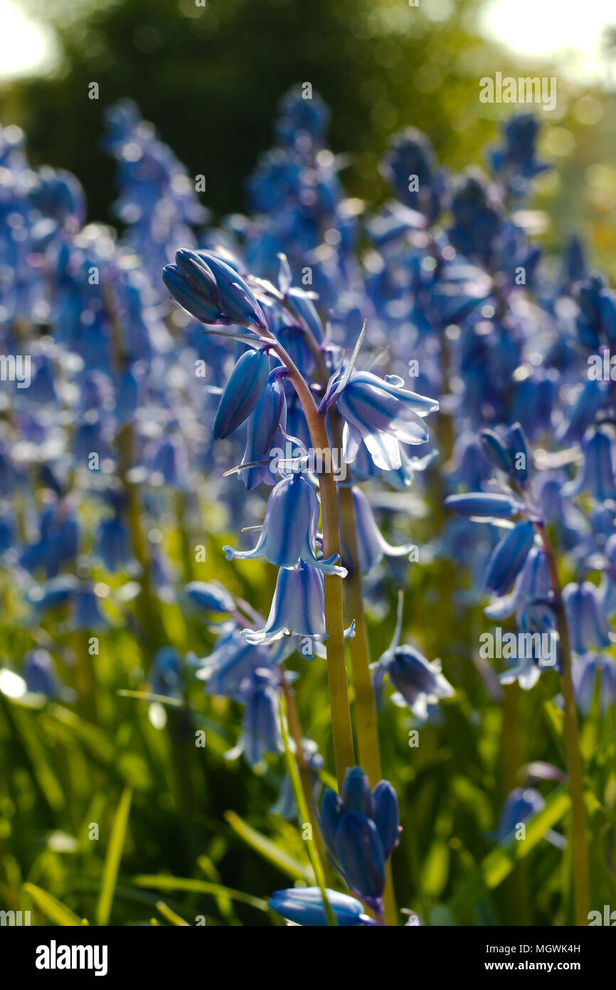 Bluebells in the Spring sunshine, with a soft background focus Stock ...