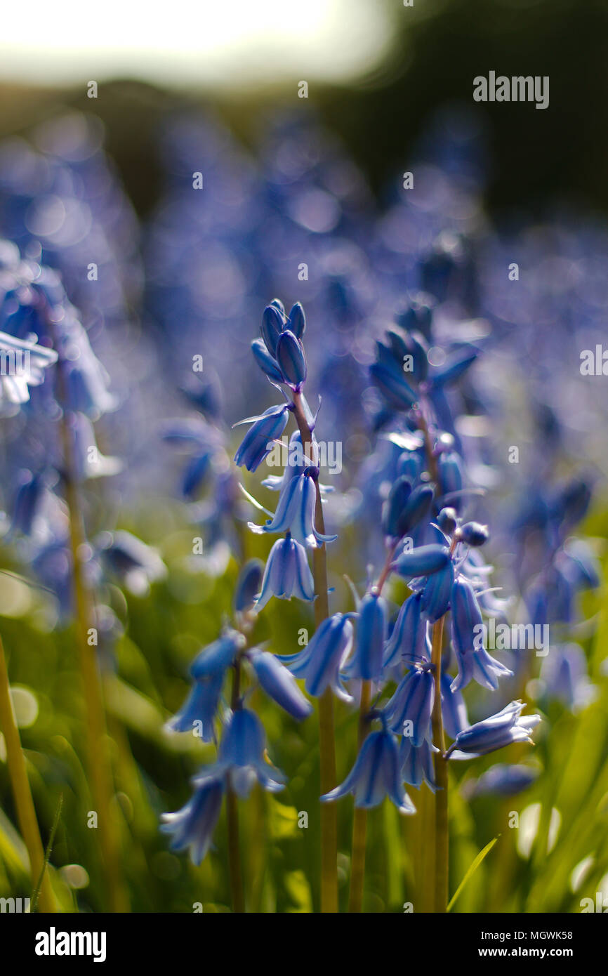 Bluebells in the Spring sunshine, with a soft background focus Stock ...