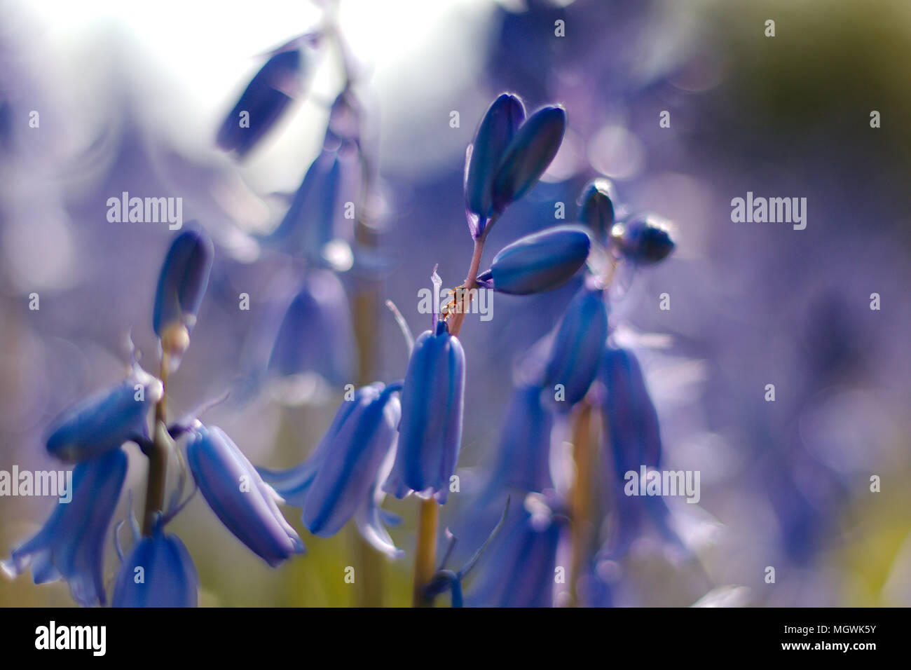 Bluebells in the Spring sunshine, with a soft background focus Stock ...