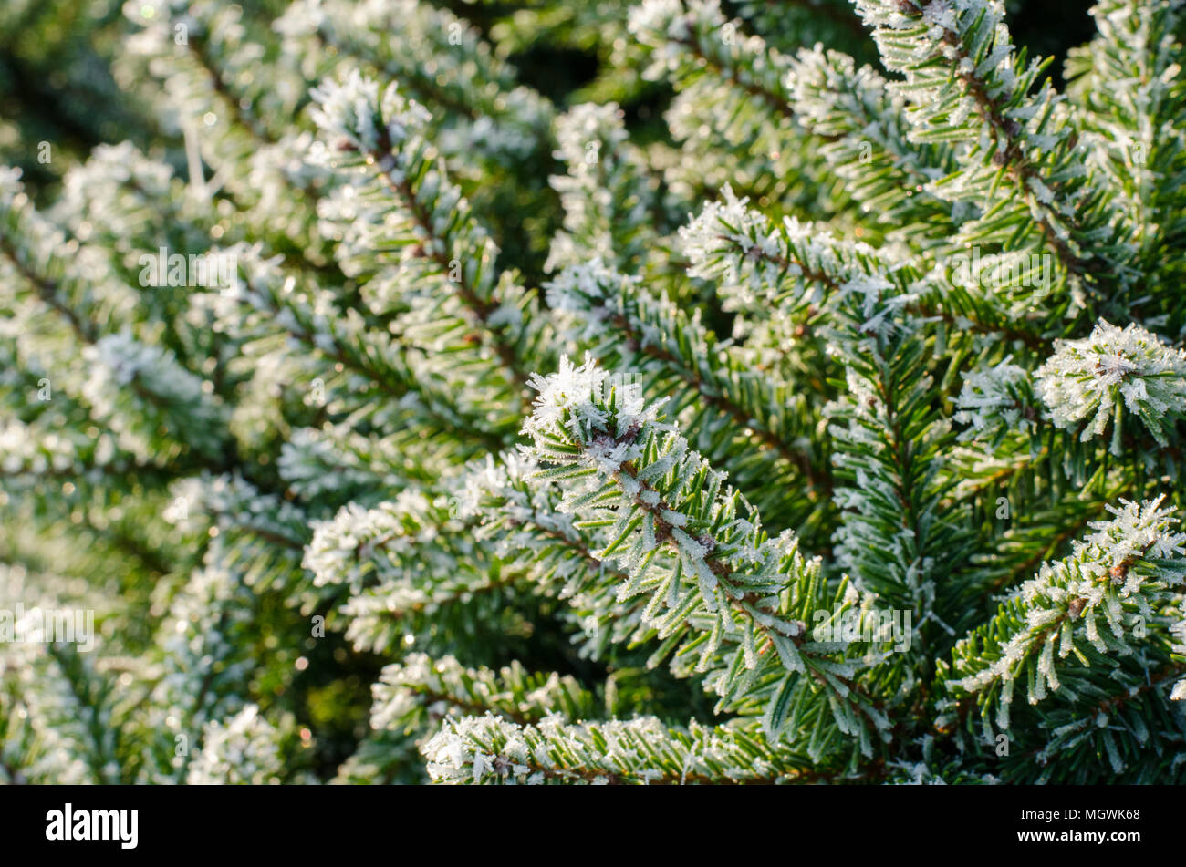 Frozen braches hi-res stock photography and images - Alamy