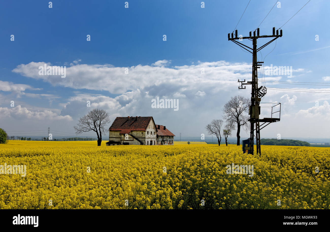 Field of rapeseed. Rapsfeld Stock Photo - Alamy