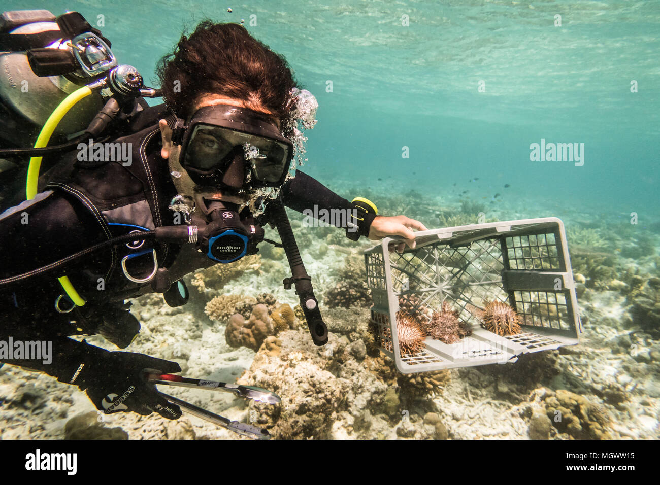 A volunteer at the Tropical Research And Conservation Center works on ...