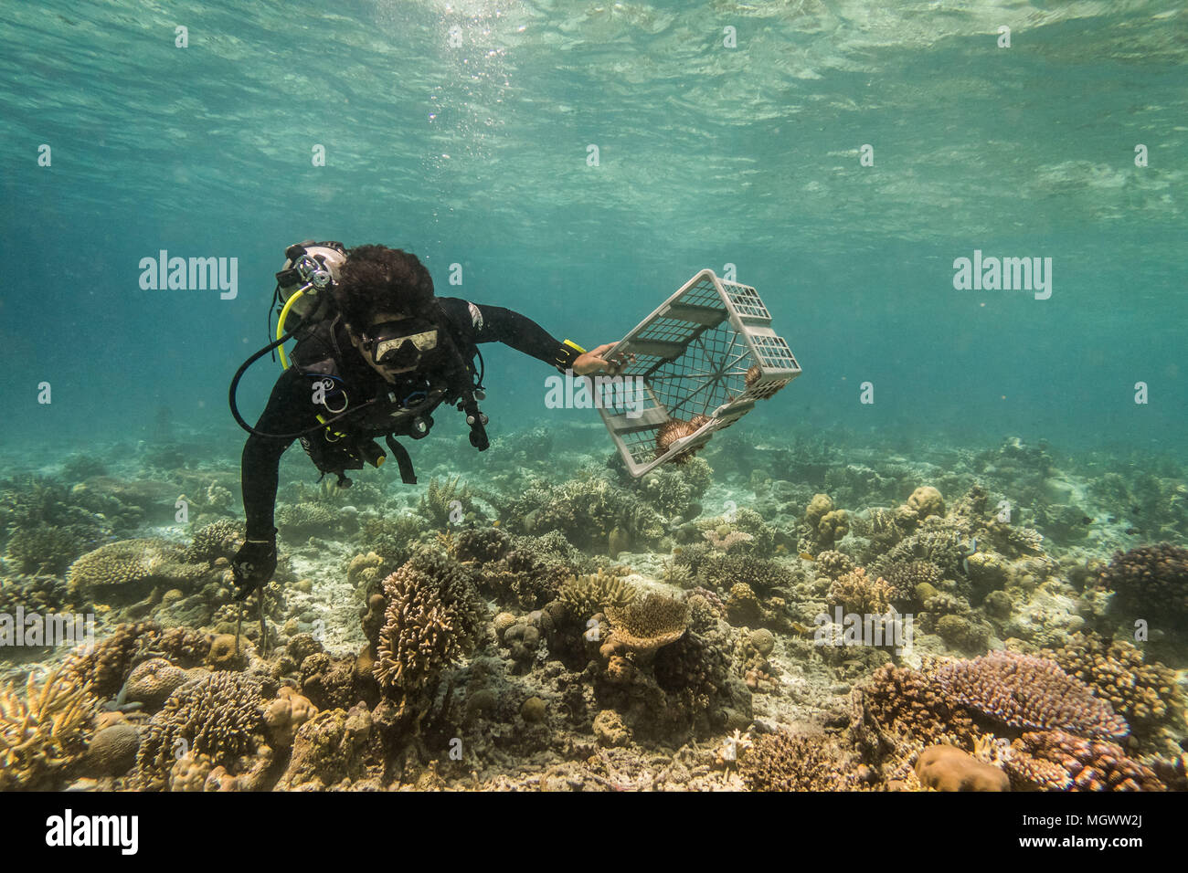 A volunteer at the Tropical Research And Conservation Center works on ...