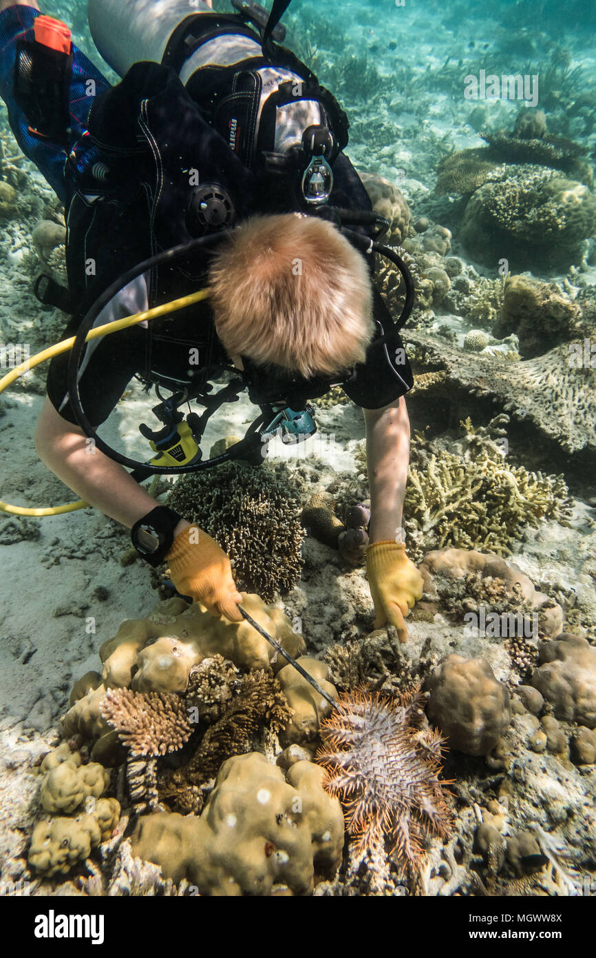 A volunteer at the Tropical Research And Conservation Center works on ...