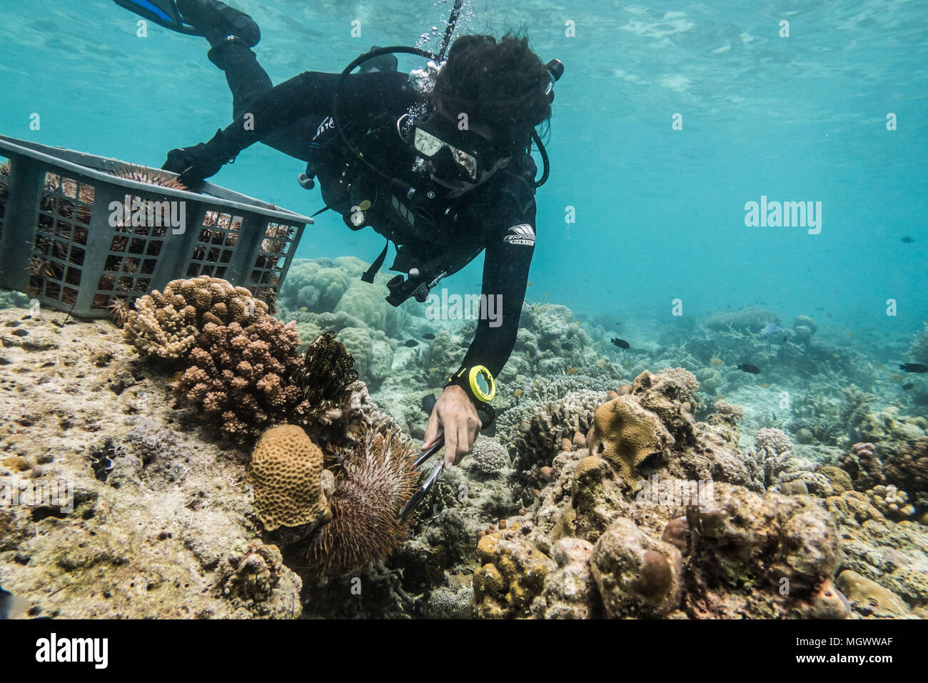 A volunteer at the Tropical Research And Conservation Center works on ...