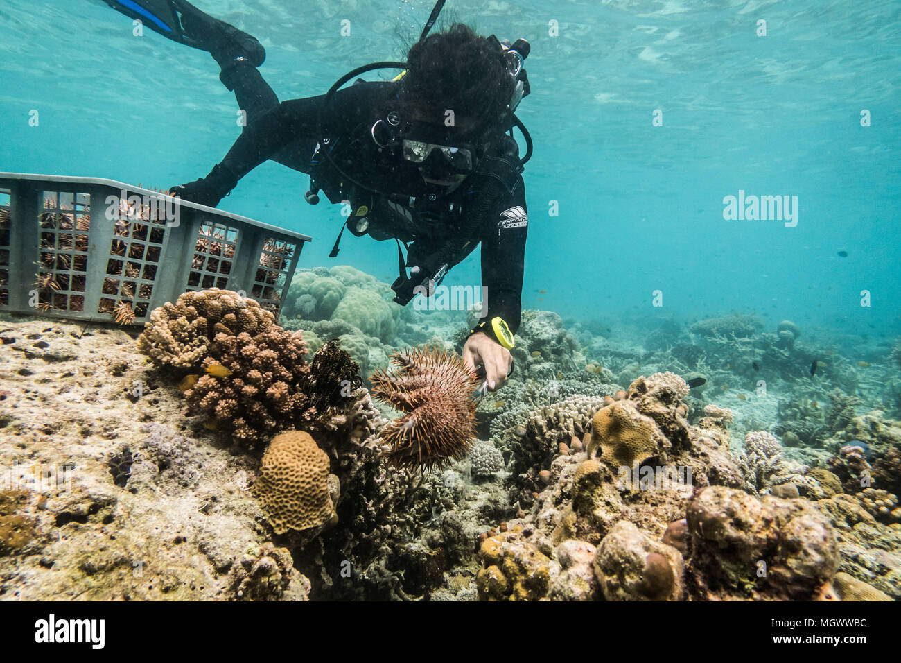A volunteer at the Tropical Research And Conservation Center works on ...