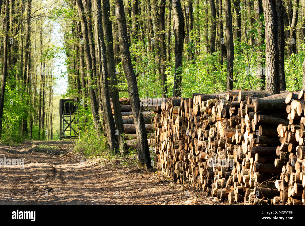 Big pile of wood in the forest in sping time Stock Photo - Alamy