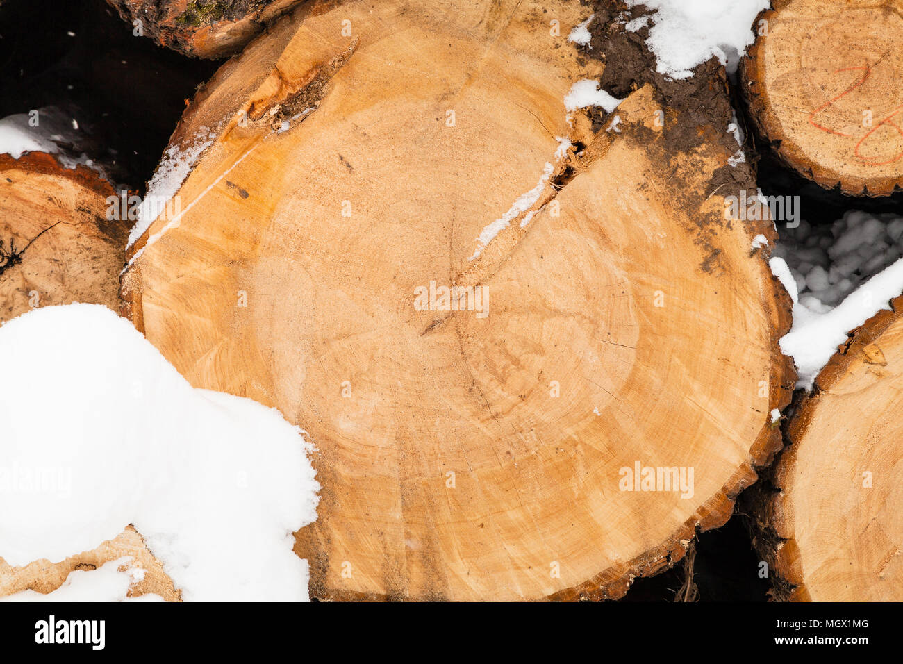 Sawed tree trunk hi-res stock photography and images - Alamy