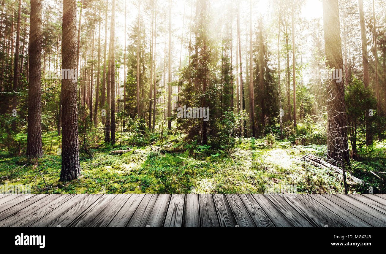 Wild trees in forest Stock Photo - Alamy