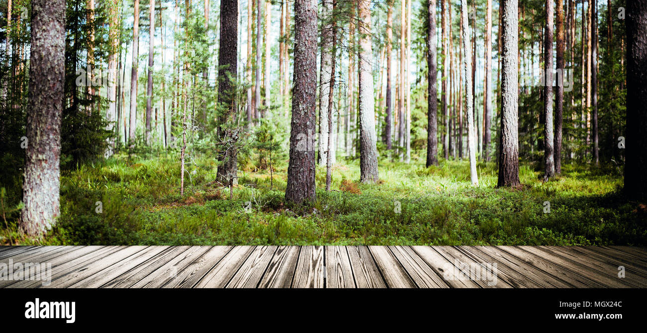 Wild trees in forest Stock Photo - Alamy