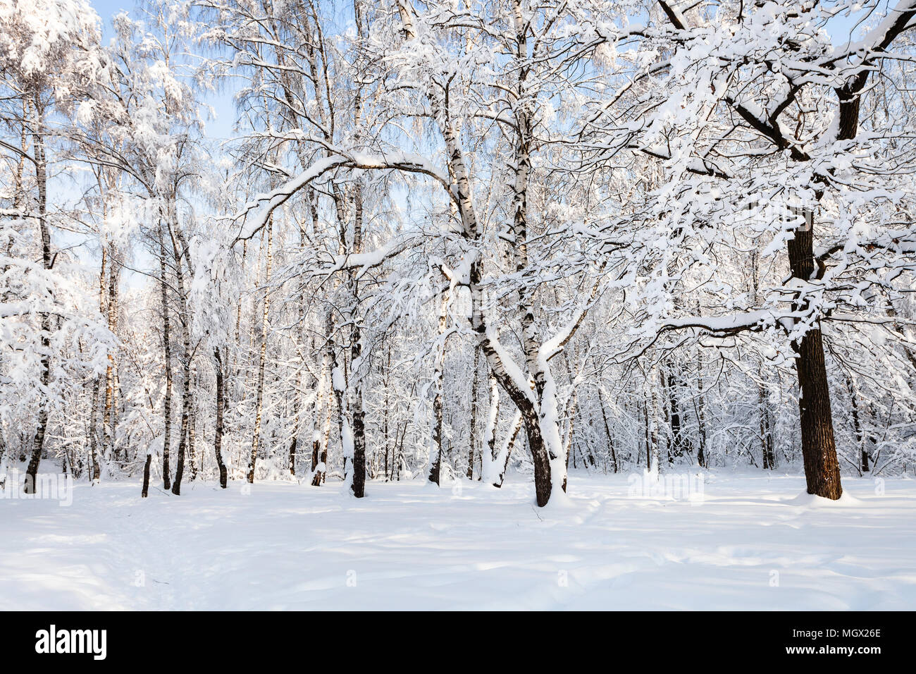 birch and oak trees in snowy Timiryazevskiy forest park of Moscow city ...
