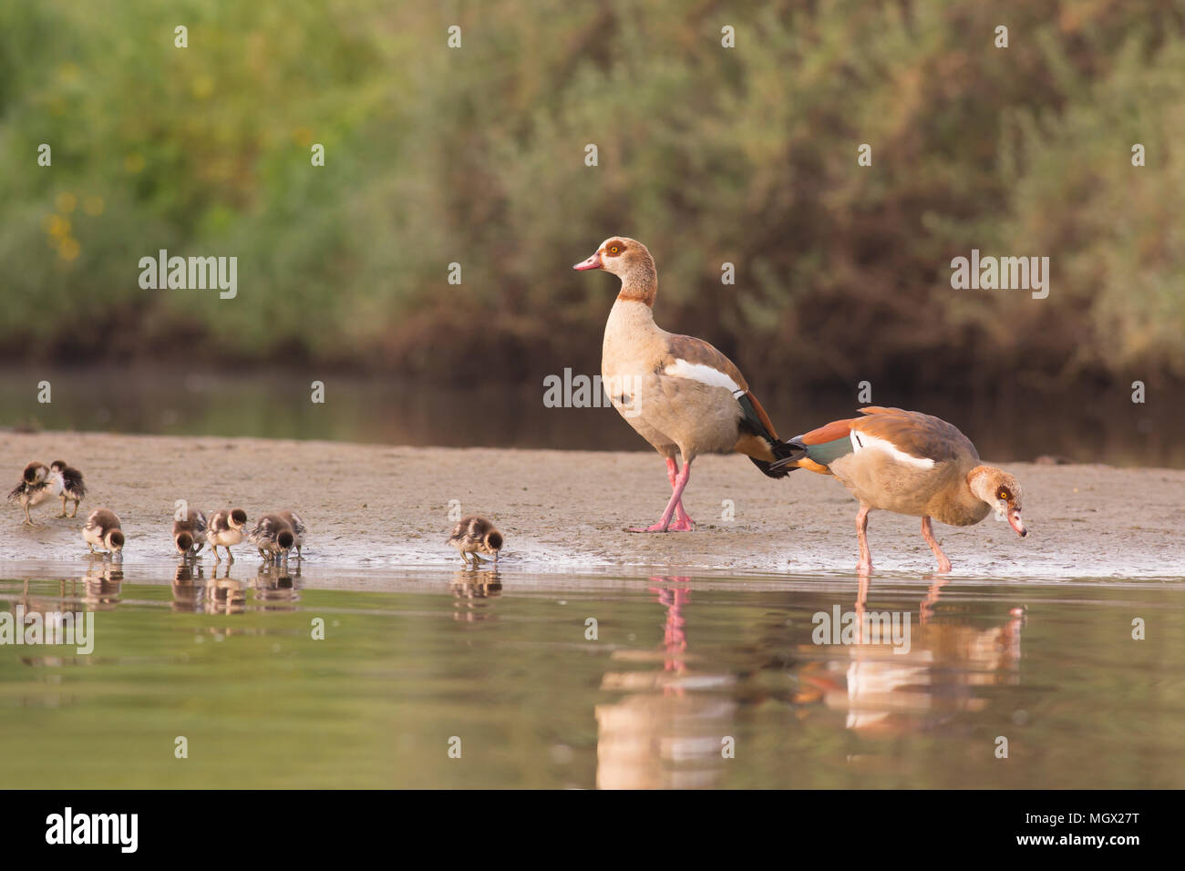 Egyptian Goose (Alopochen aegyptiaca) a member of the duck, goose, and ...