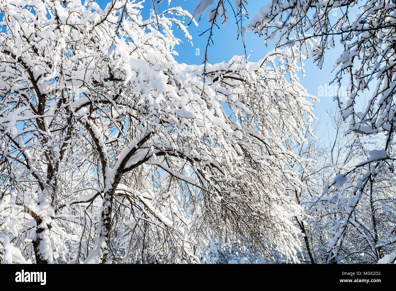 Winter pear tree hi-res stock photography and images - Alamy