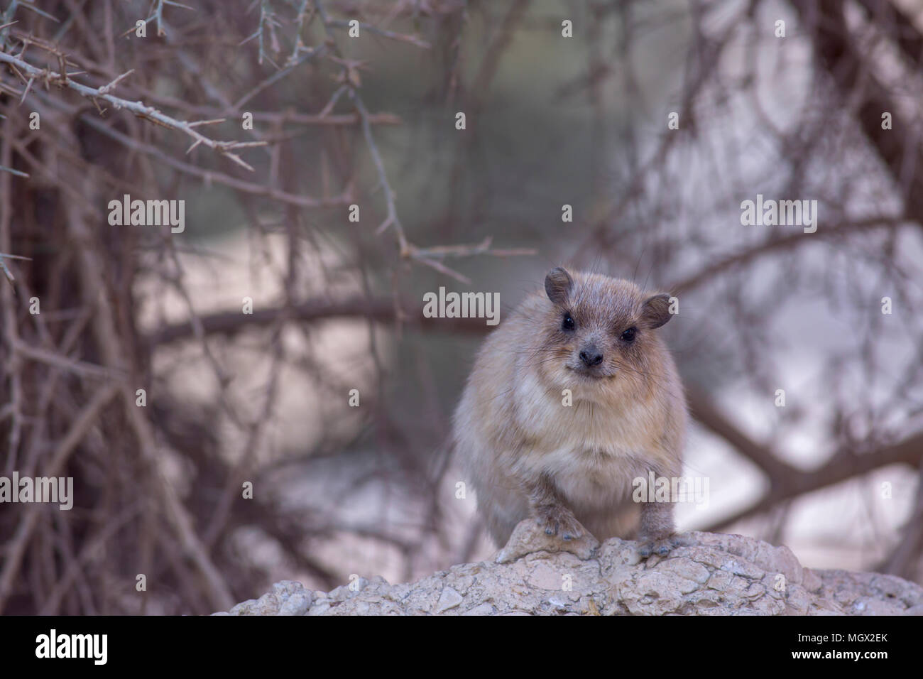 Rock Hyrax, (Procavia capensis) Photographed in Israel in January Stock ...