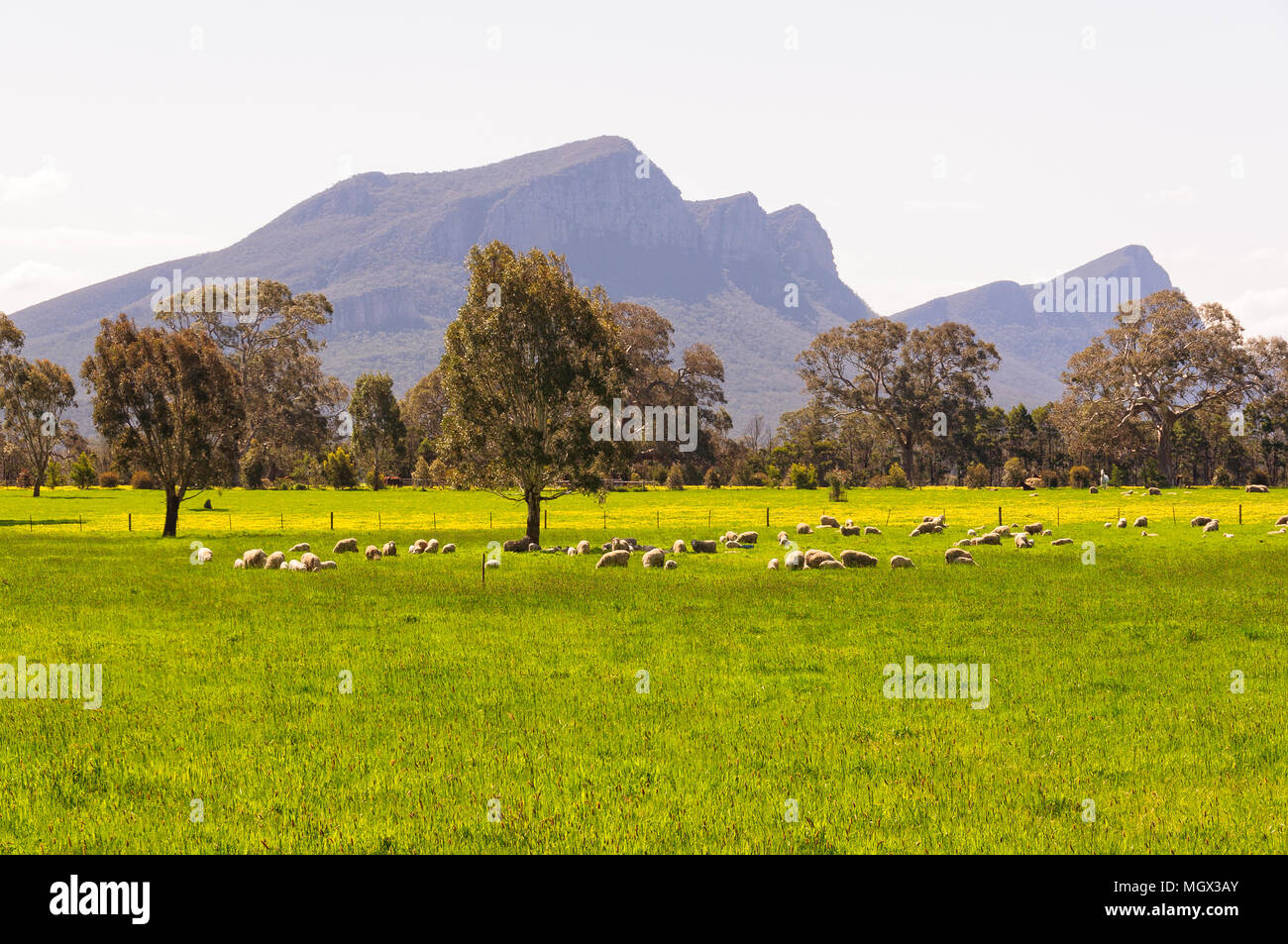 Resting sheep on green pastures at the foot of the Grampians Ranges ...