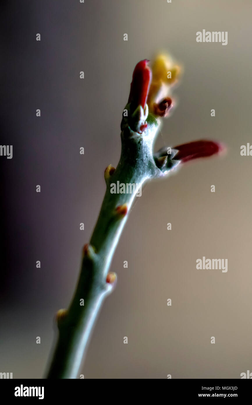 Vegetation sprouting hi-res stock photography and images - Alamy