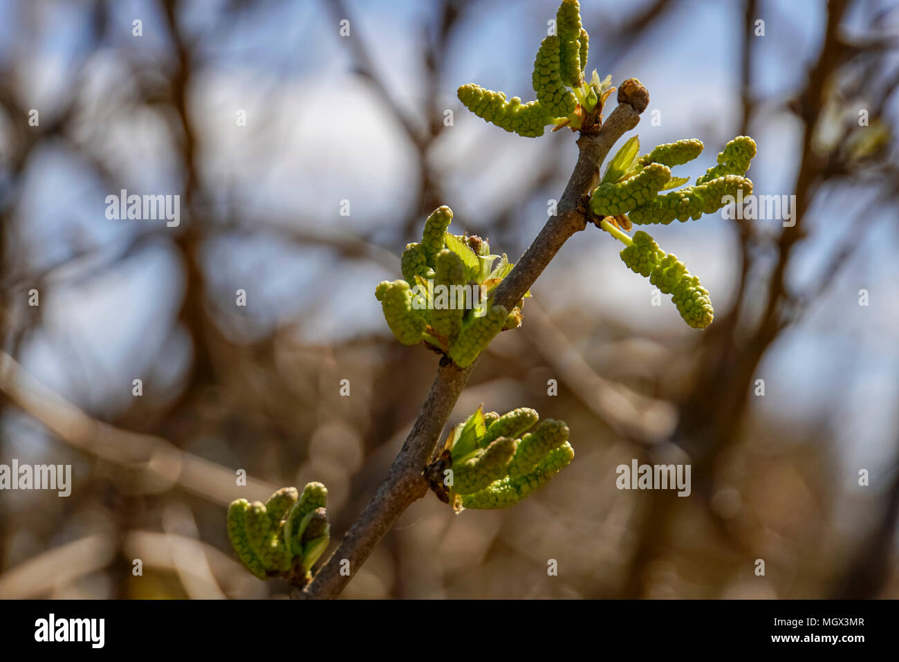 Wild plant sprouting hi-res stock photography and images - Alamy