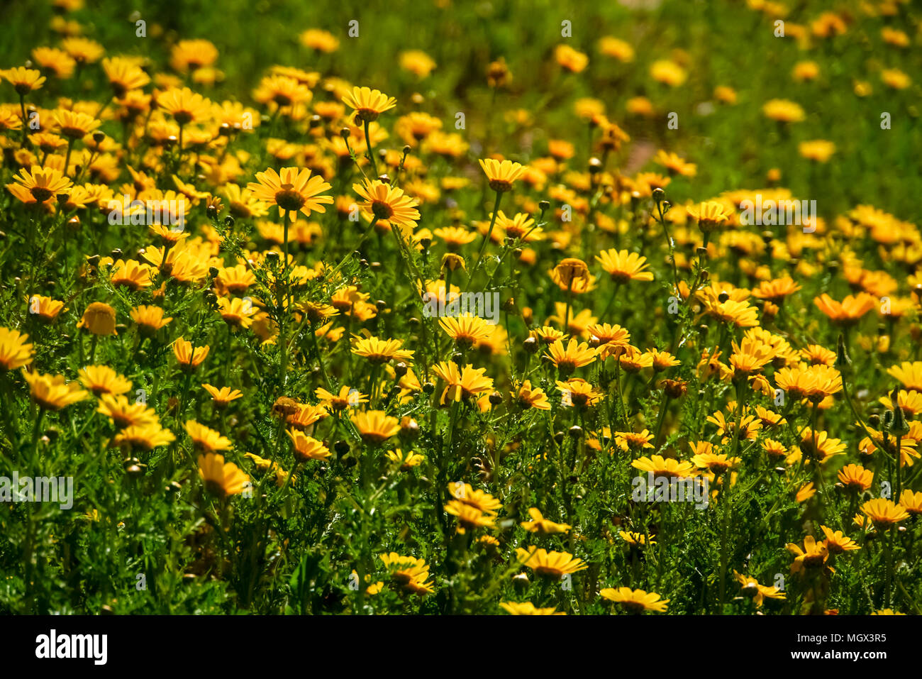 A field of vibrant yellow and orange Daisies Stock Photo - Alamy