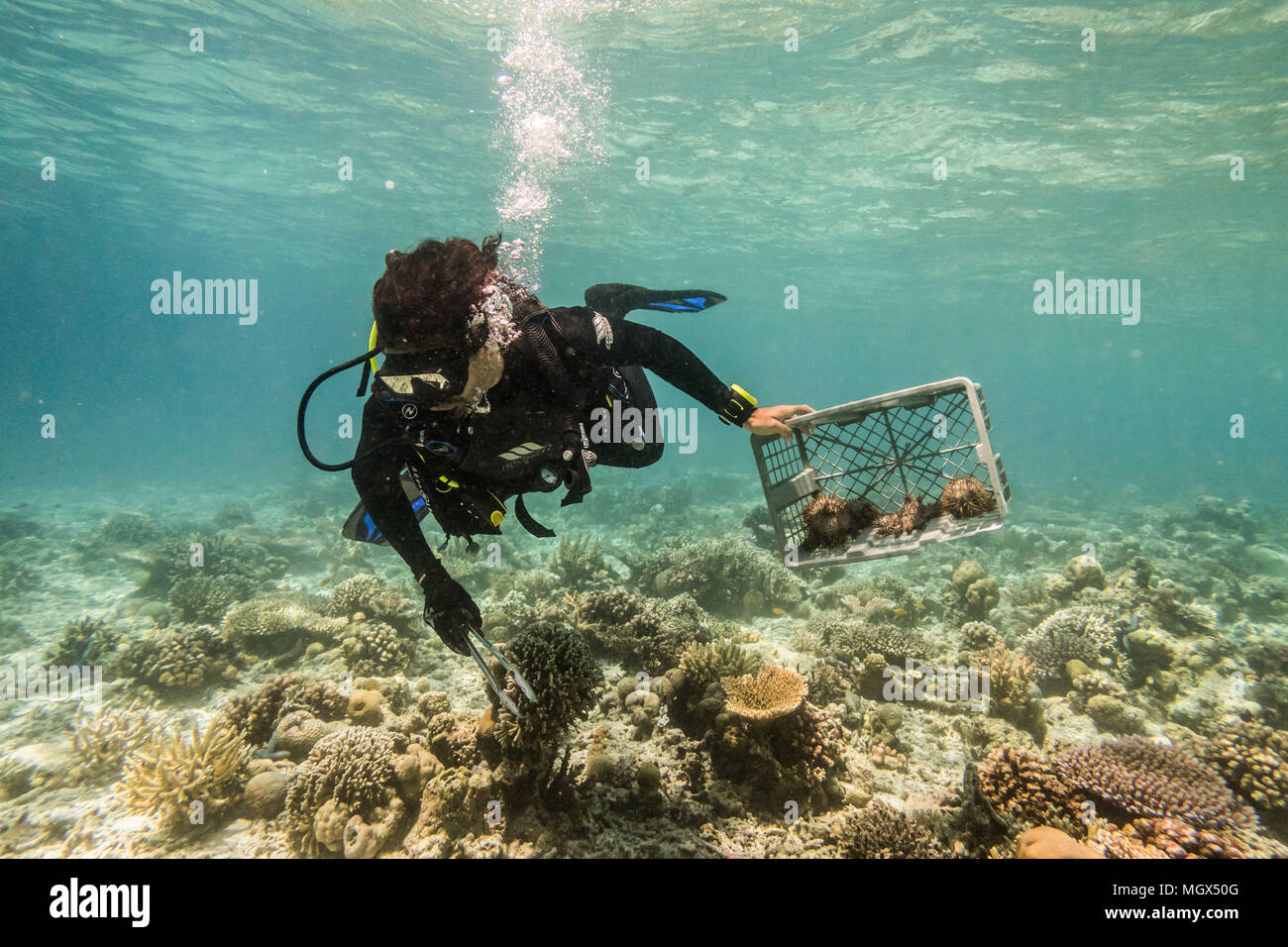 A volunteer at the Tropical Research And Conservation Center works on ...