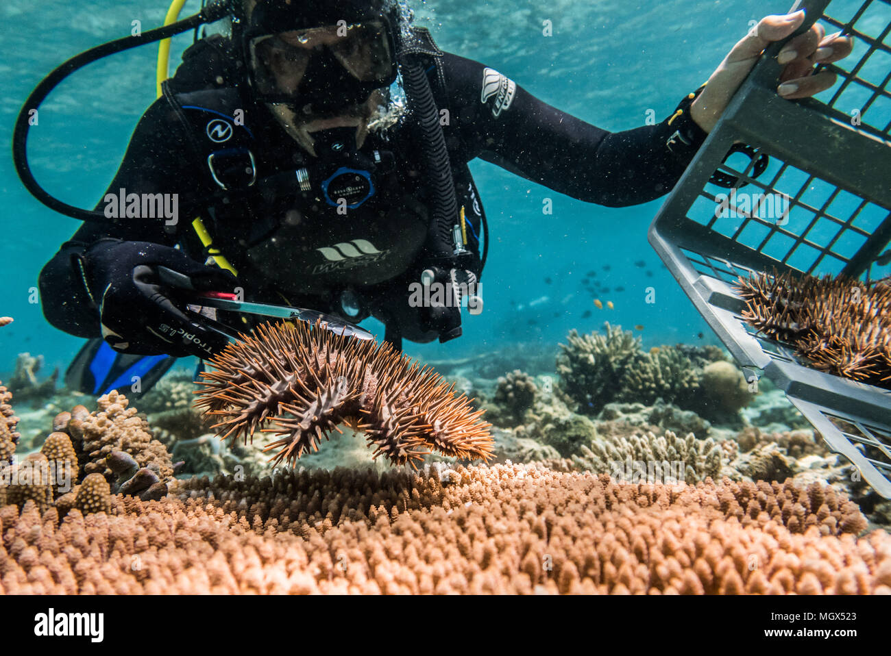 A volunteer at the Tropical Research And Conservation Center works on ...