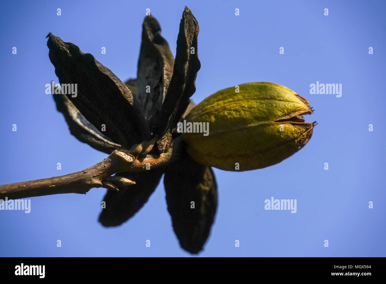 Pecan nut on a pecan tree blue sky background Stock Photo - Alamy