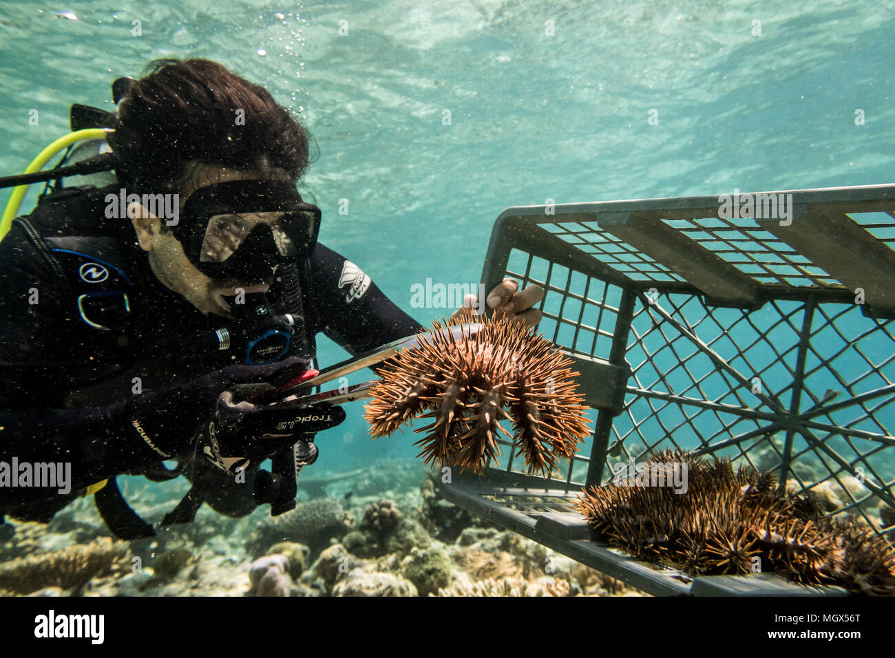 A volunteer at the Tropical Research And Conservation Center works on ...