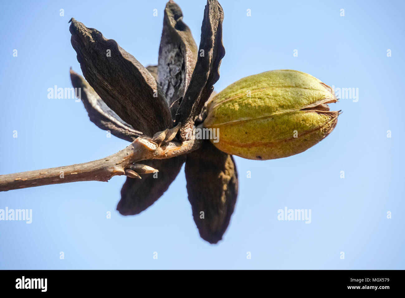 Pecan tree hi-res stock photography and images - Alamy