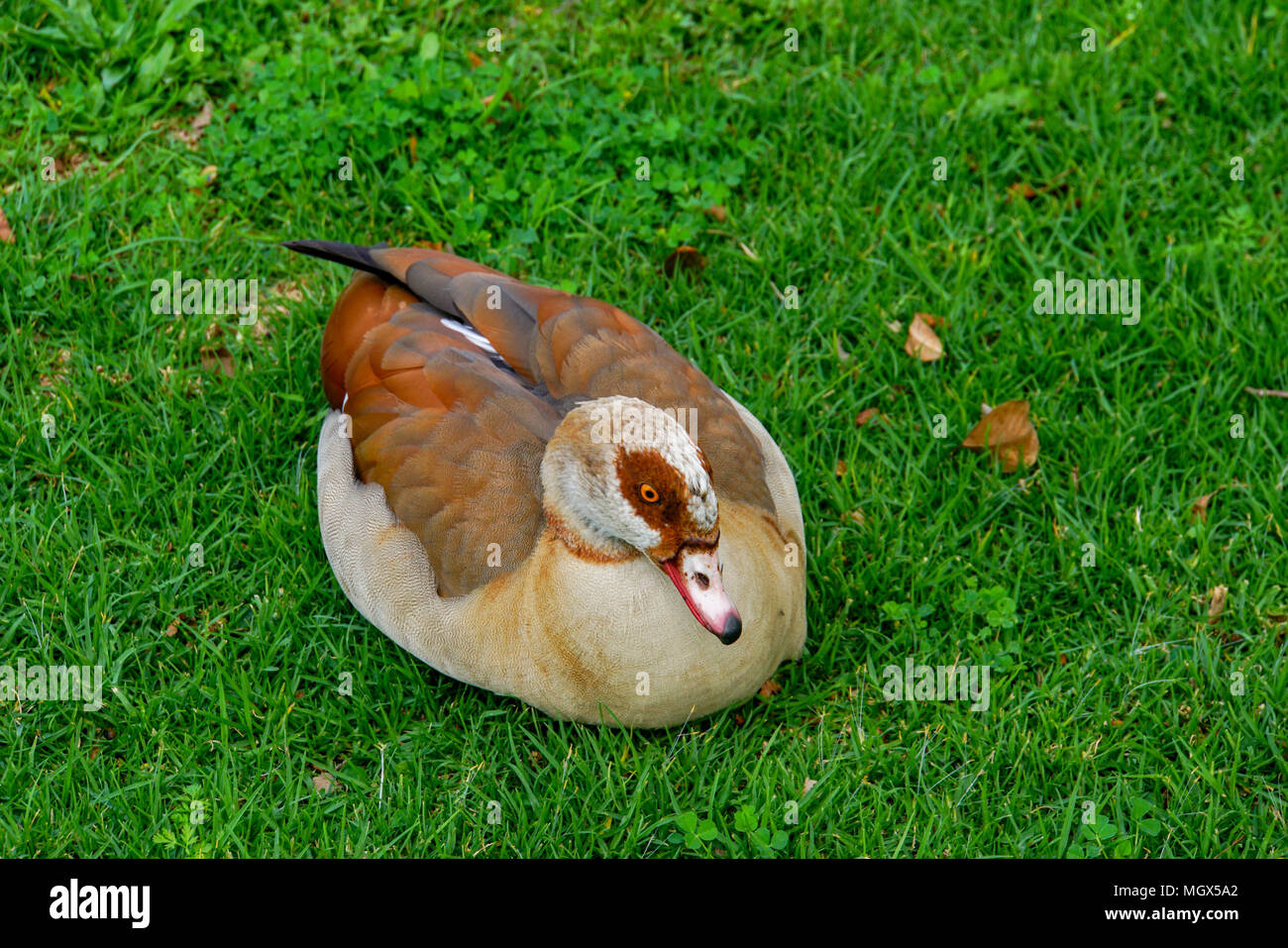 Egyptian Goose (Alopochen aegyptiaca) Photographed in Israel in ...