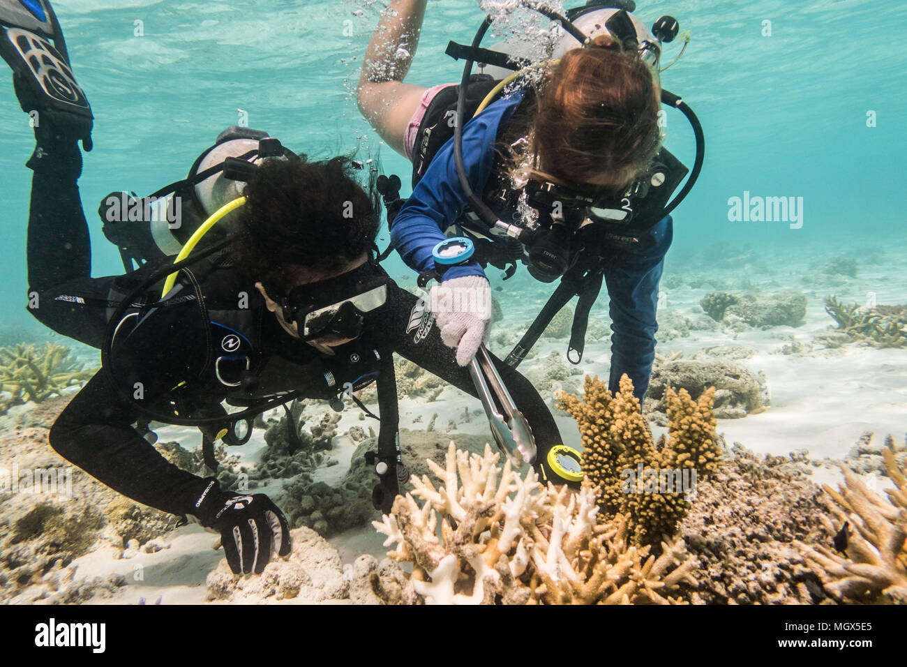 Volunteers at the Tropical Research And Conservation Center works on ...