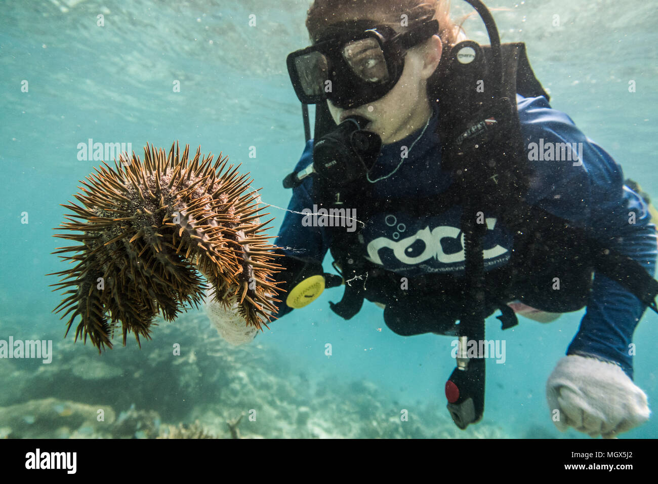 Reef starfish hi-res stock photography and images - Alamy