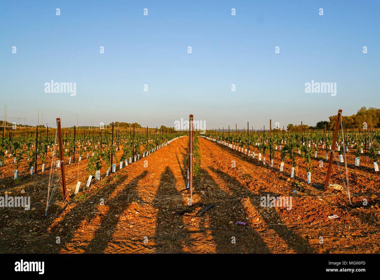 Young grape vines in a vineyard Photographed in Israel Stock Photo - Alamy