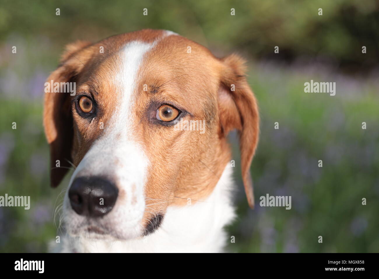 Trail hound dog Stock Photo - Alamy