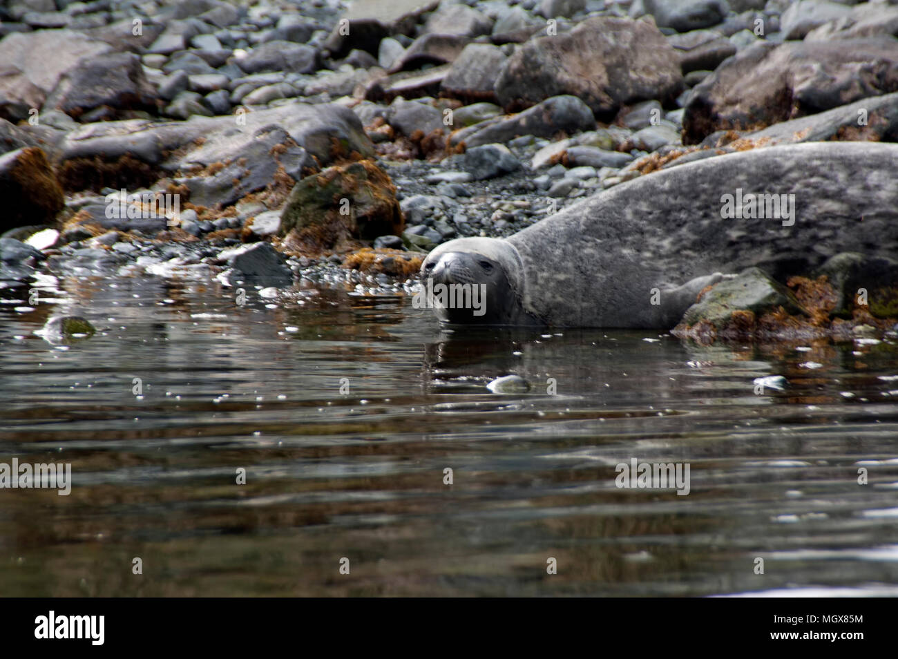 Larsen Harbour South Georgia Islands, seal at waters edge Stock Photo ...