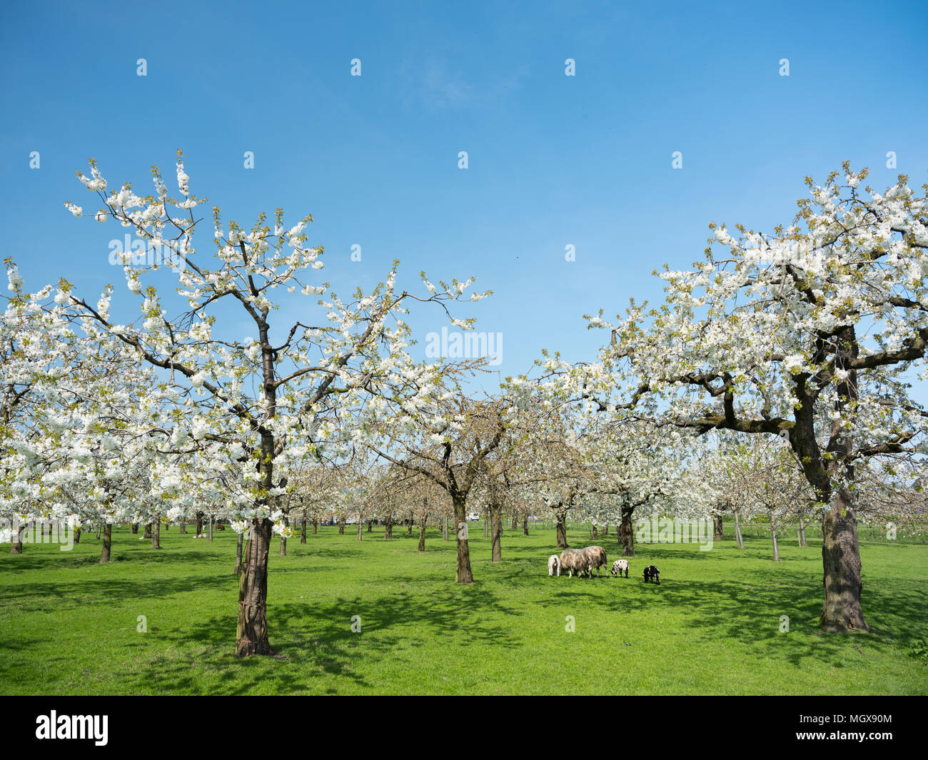 sheep and cherry blossom spring orchard under blue sky in the ...