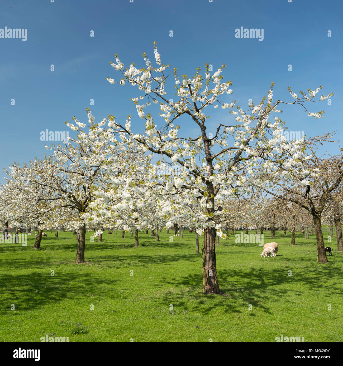 sheep and cherry blossom spring orchard under blue sky in the ...