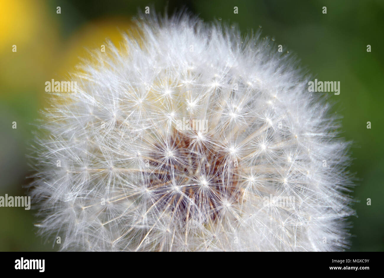 common dandelion blowball Stock Photo - Alamy