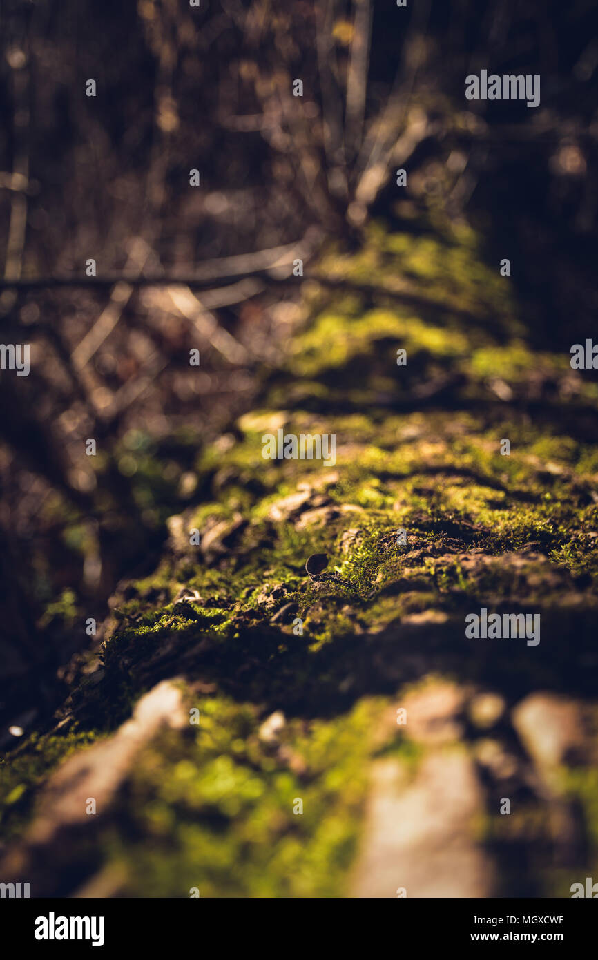Moss on dead tree hi-res stock photography and images - Alamy