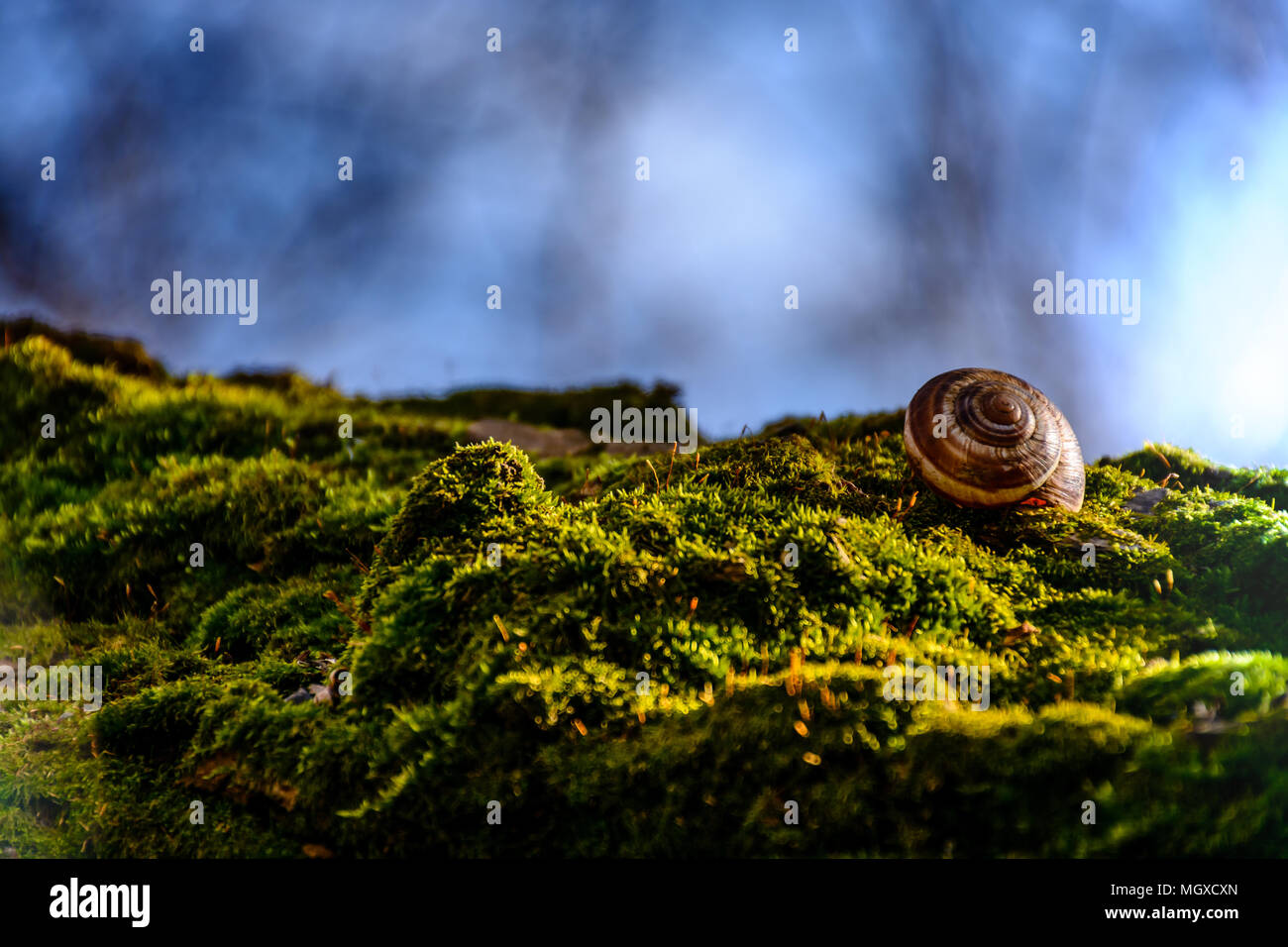 Snail on a green moss with blue background Stock Photo - Alamy