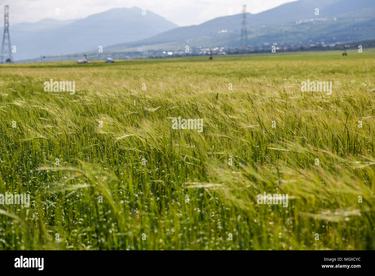 Summer green green green green grains and rural plants hi-res stock ...