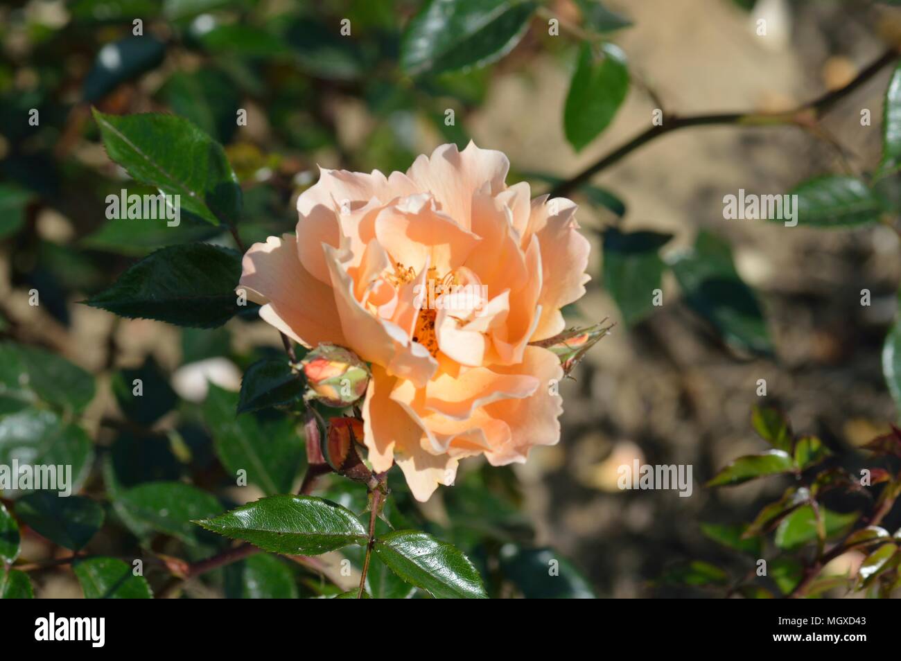 Rose Bridge of sighs Stock Photo - Alamy