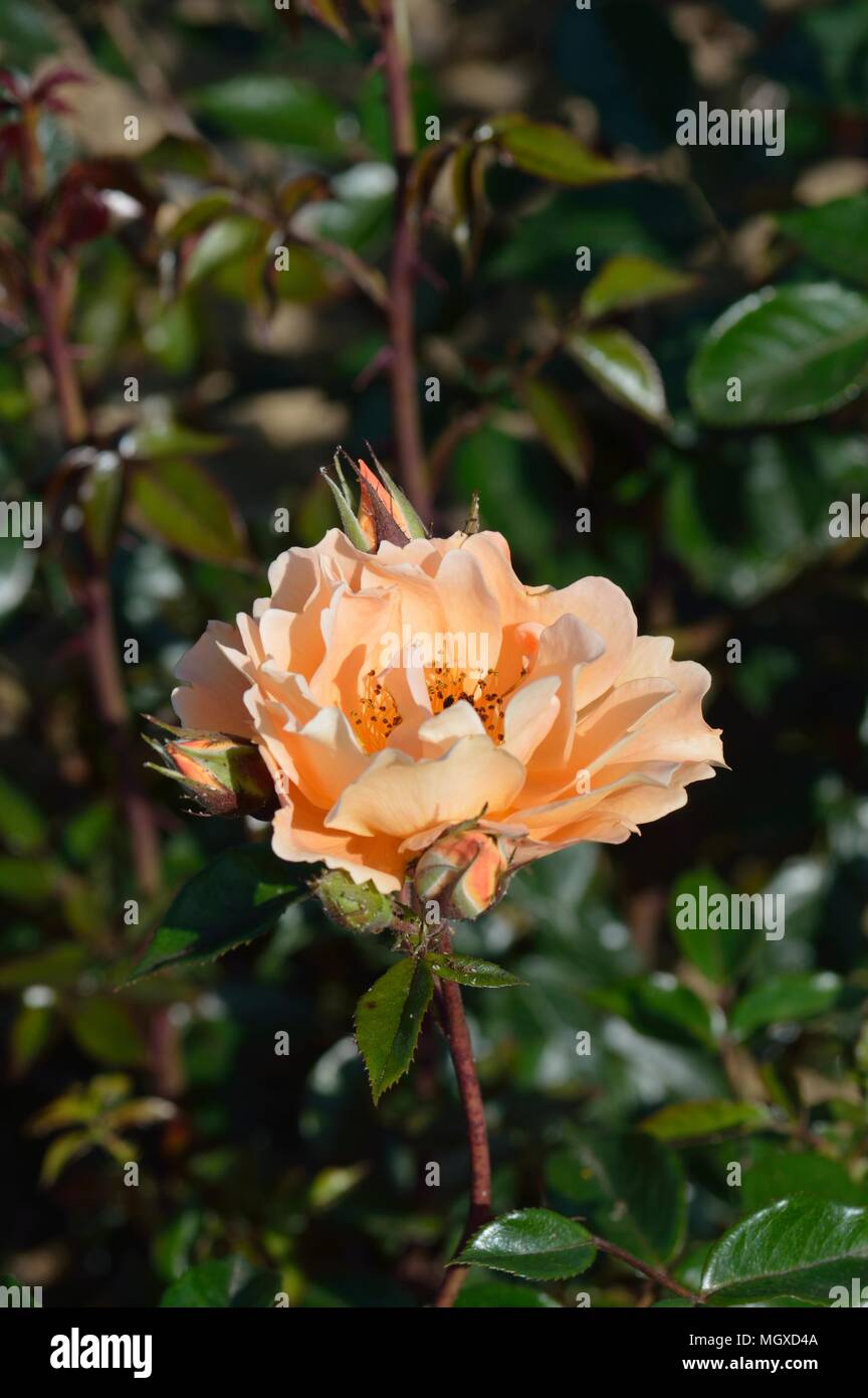 Rose Bridge of sighs Stock Photo - Alamy