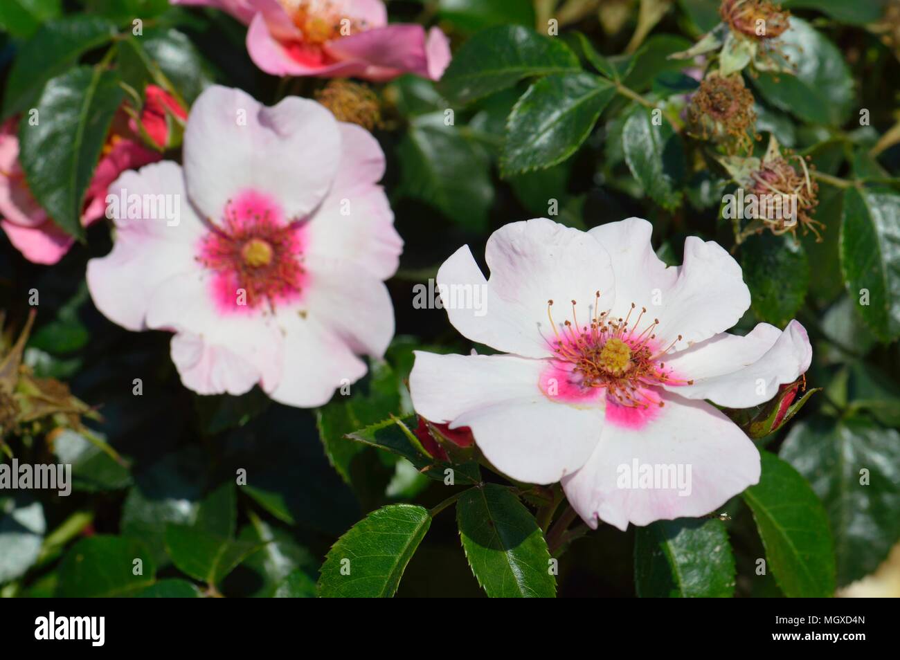 rose Bright as a button Stock Photo - Alamy